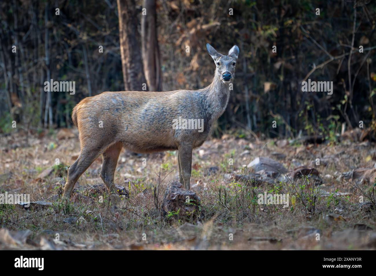 Sambar Deer Female (Rusa unicolor Stock Photo - Alamy