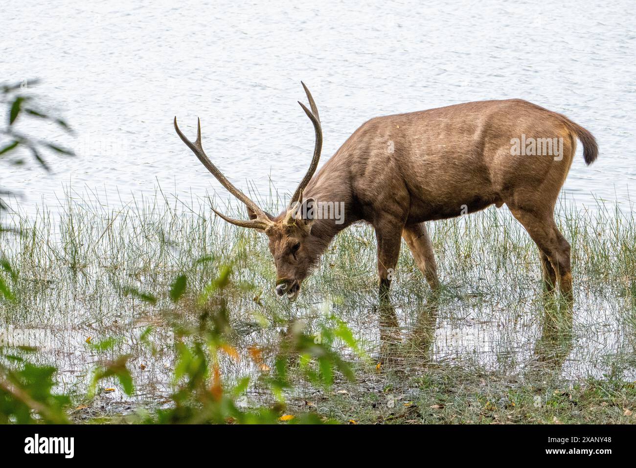 Sambar Deer (Rusa unicolor) Stag Stock Photo - Alamy