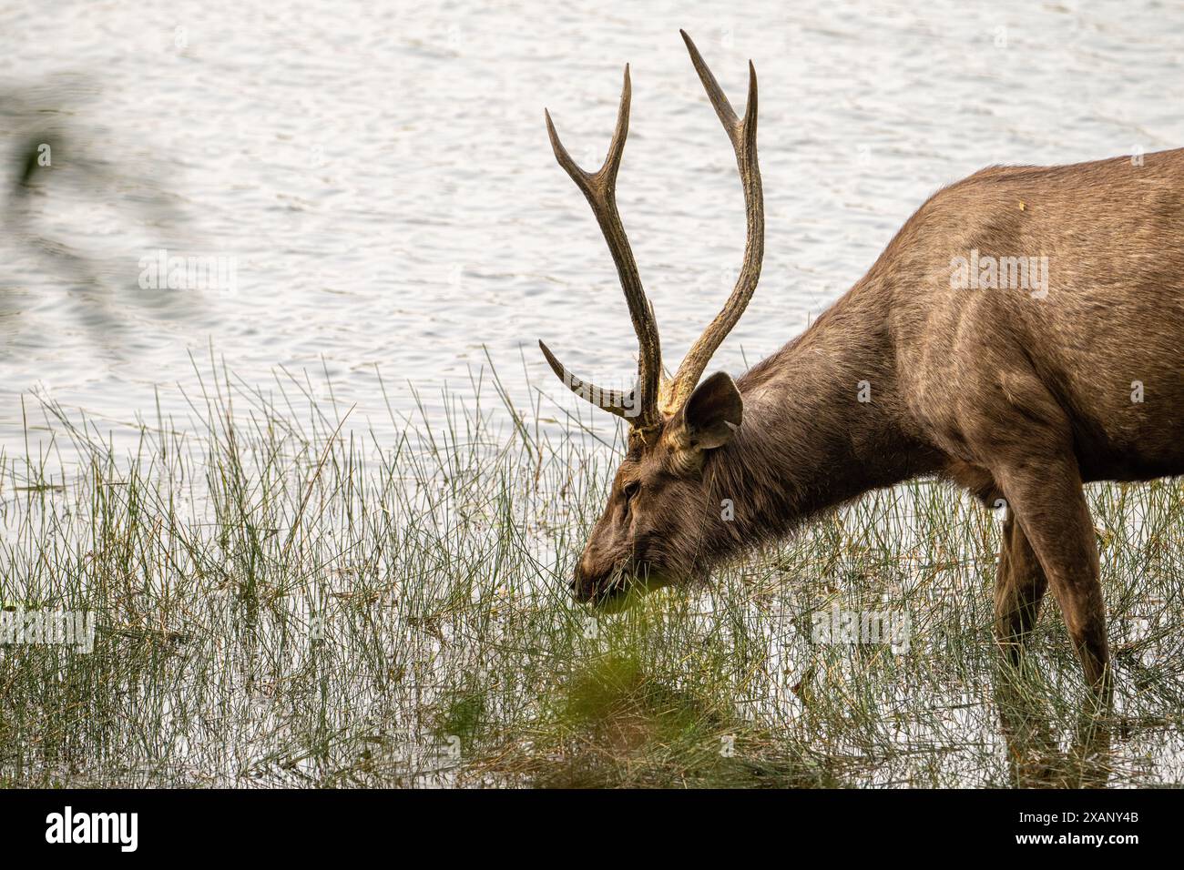 Sambar Deer (Rusa unicolor) Stag Stock Photo - Alamy