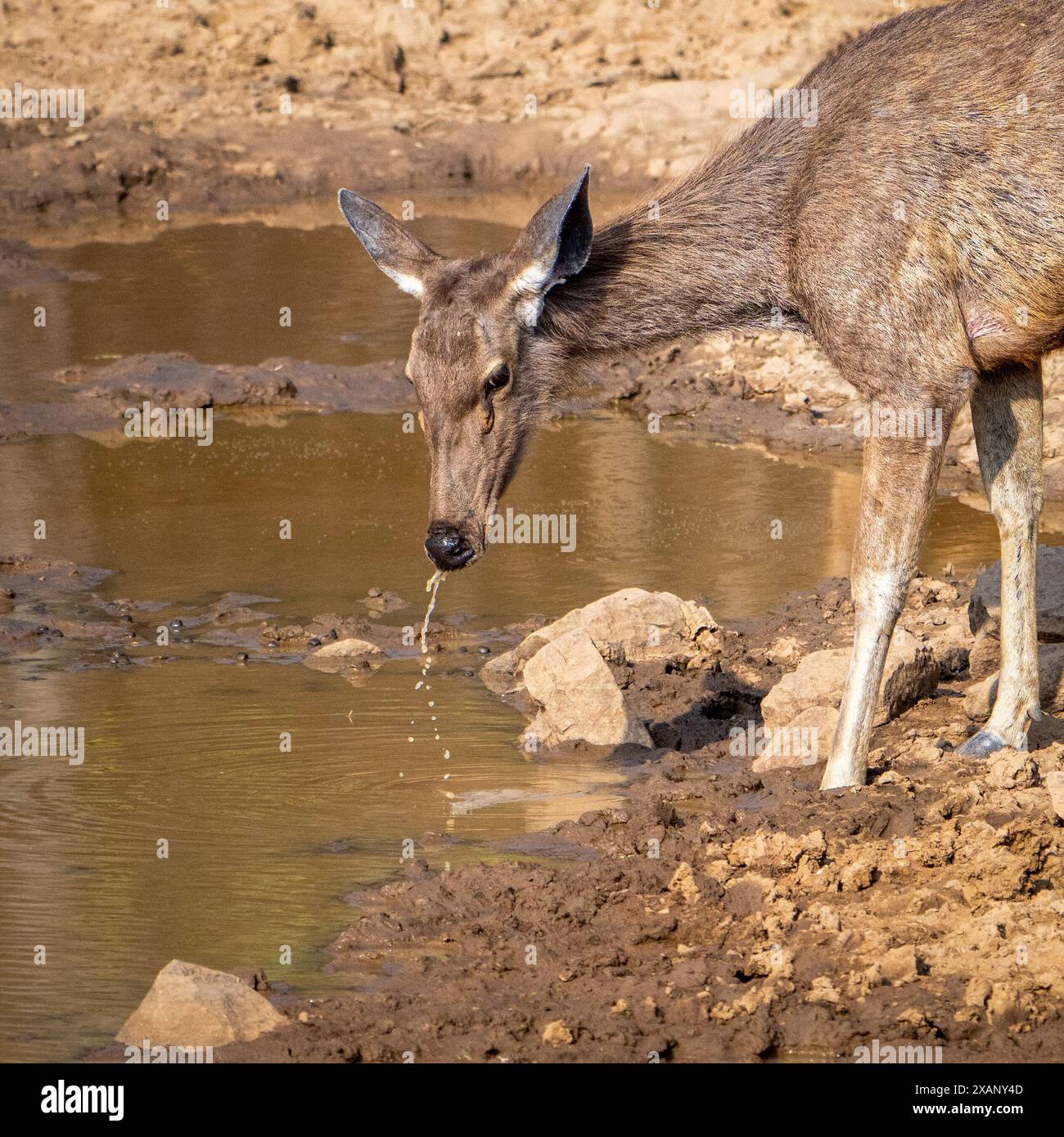 Sambar Deer Female (Rusa unicolor), Drinking Stock Photo - Alamy