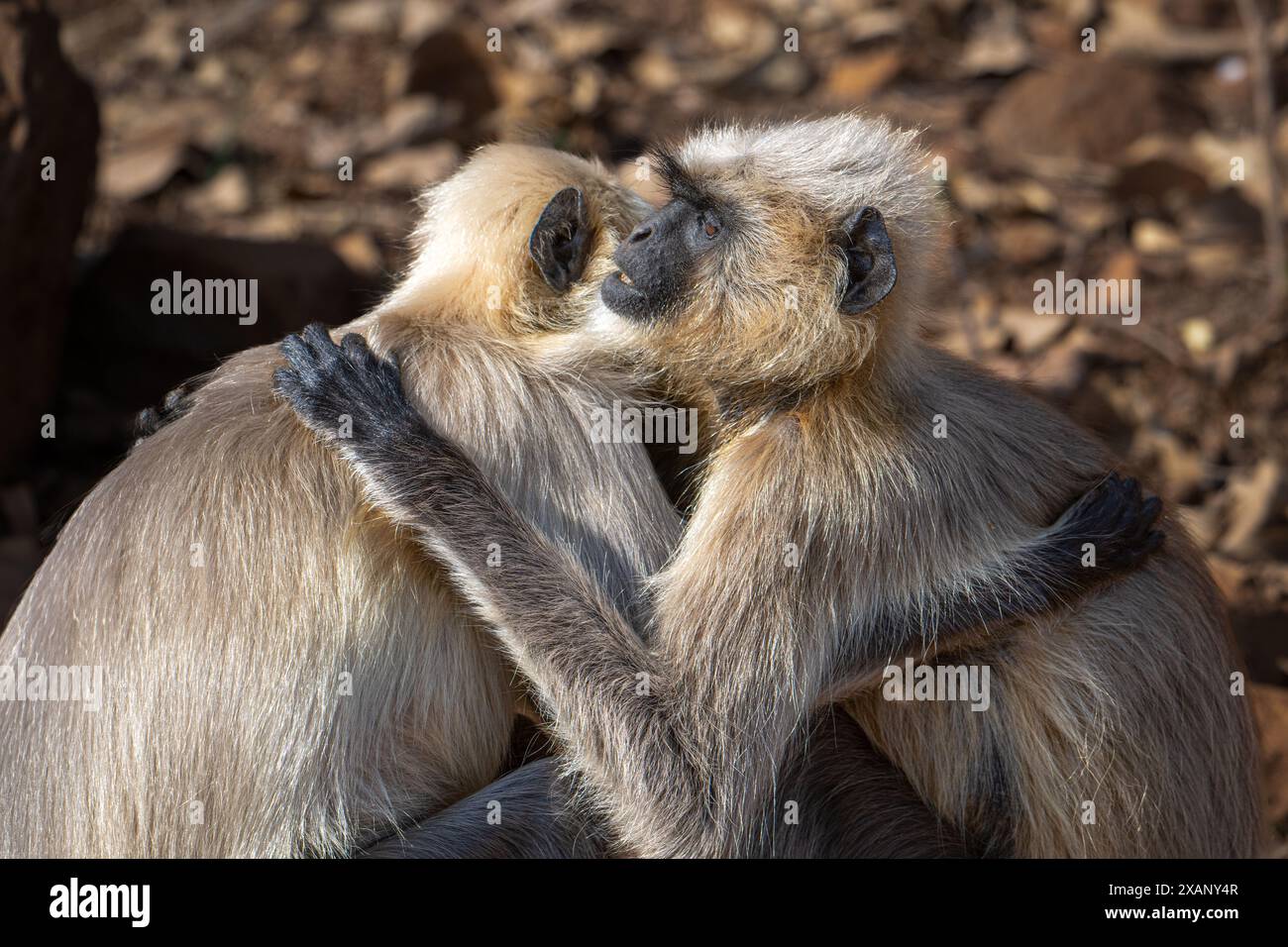 Indian Langur Monkey Hugging (Presbytis entellus Stock Photo - Alamy