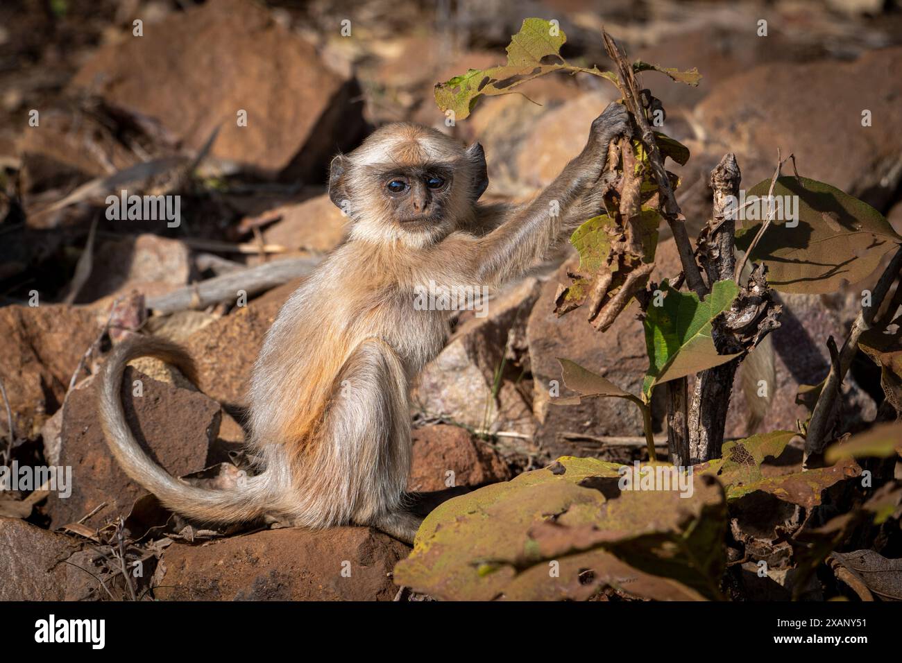 Indian Langur Monkey Baby (Presbytis entellus Stock Photo - Alamy