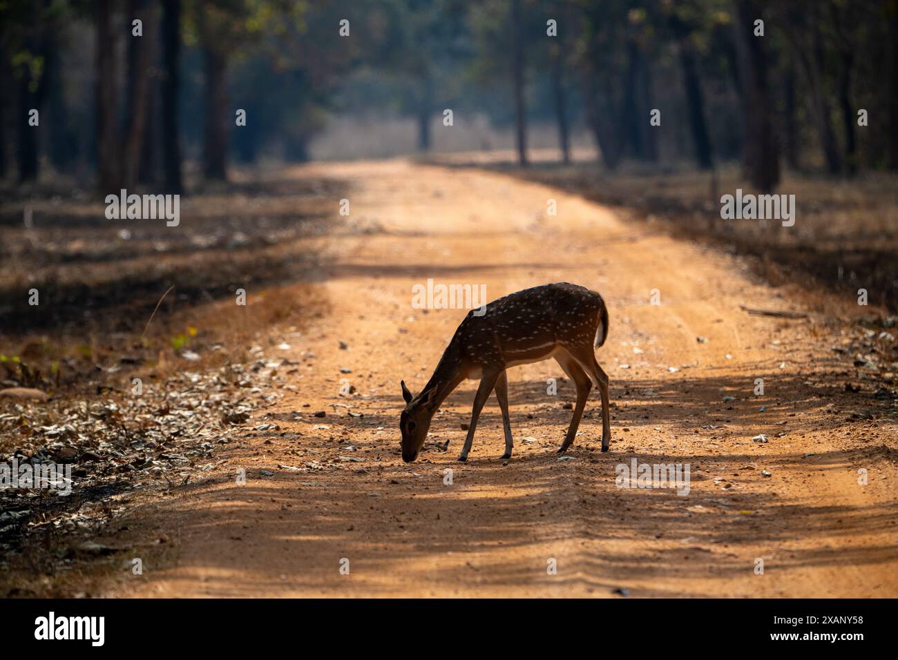 Chital or spotted deer axis axis corbett tiger hi-res stock photography ...
