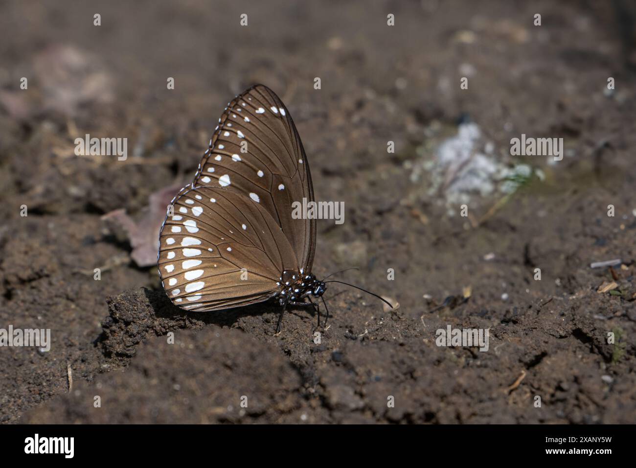 Blue spotted butterfly white hi-res stock photography and images - Alamy