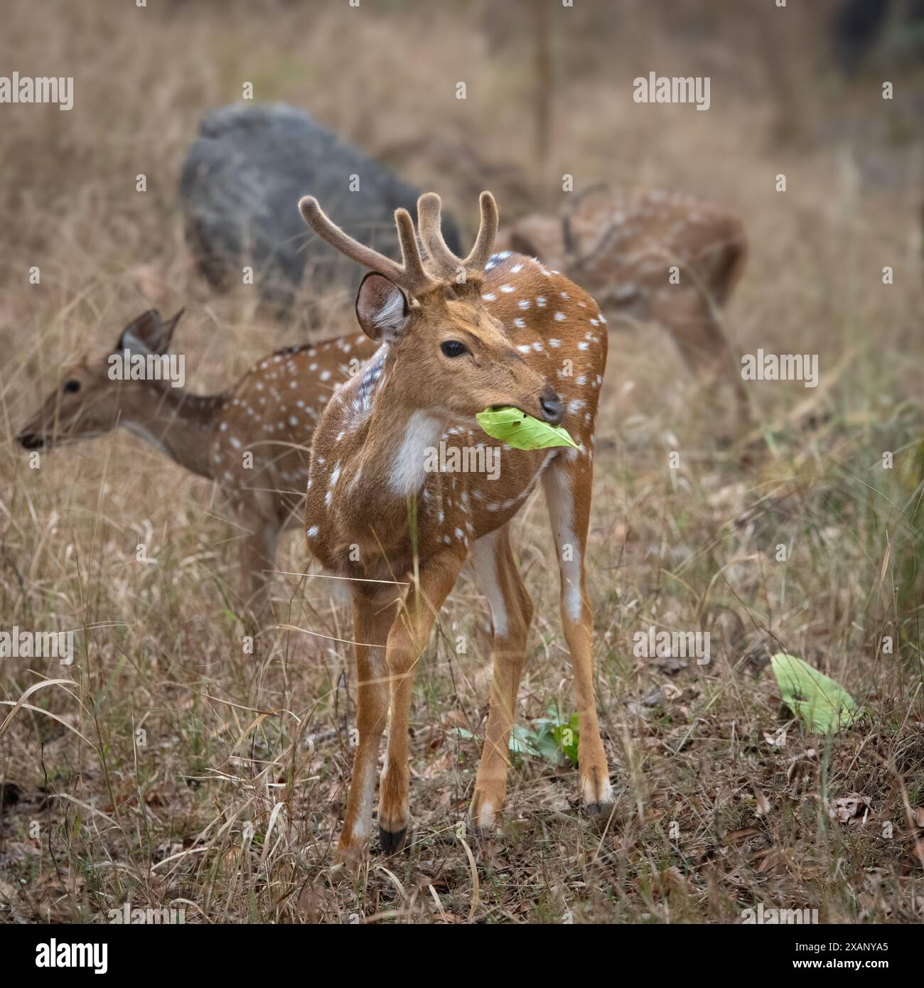 Male spotted axis deer hi-res stock photography and images - Alamy