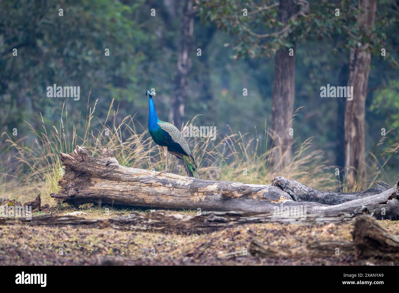 Pench peacock hi-res stock photography and images - Alamy