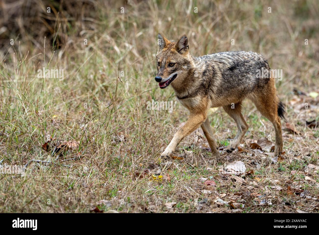 Golden Jackal, (Canis aureus), Pench NP, India Stock Photo - Alamy