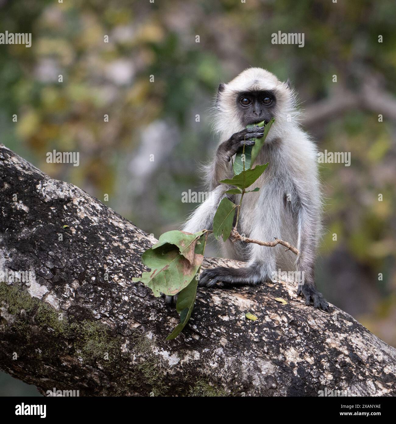 Indian Langur Monkey Eating Leaf (Presbytis entellus Stock Photo - Alamy