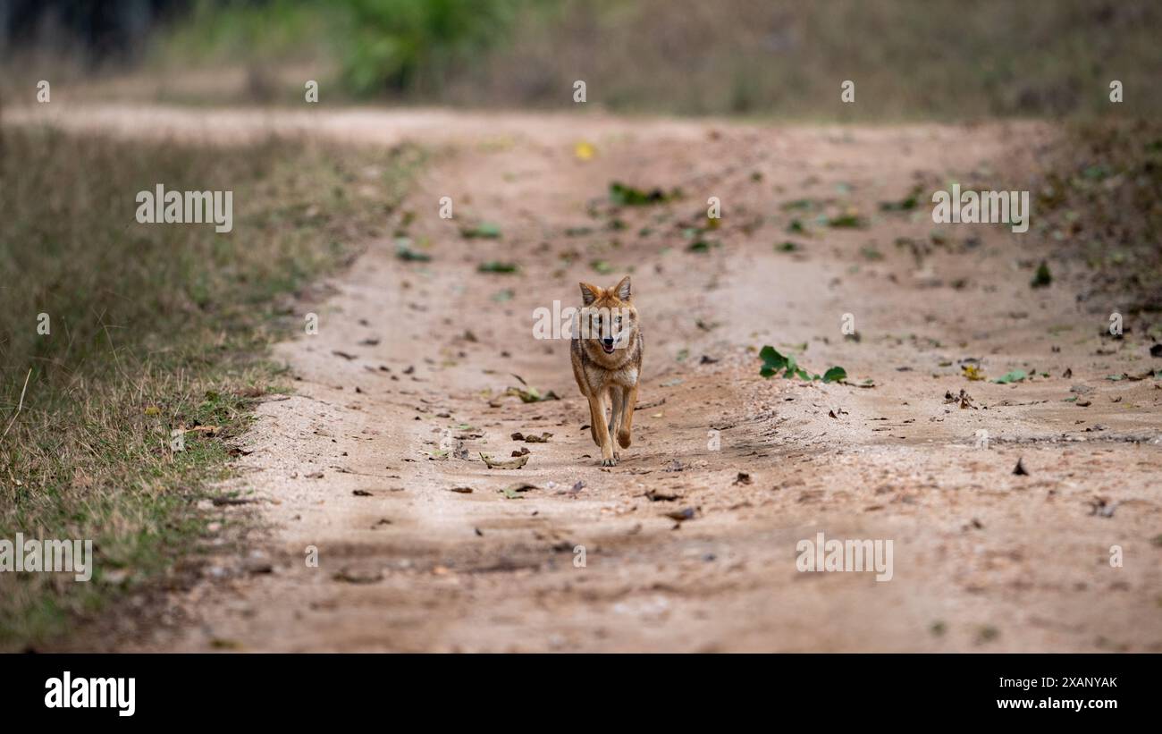 Pench wildlife india hi-res stock photography and images - Alamy