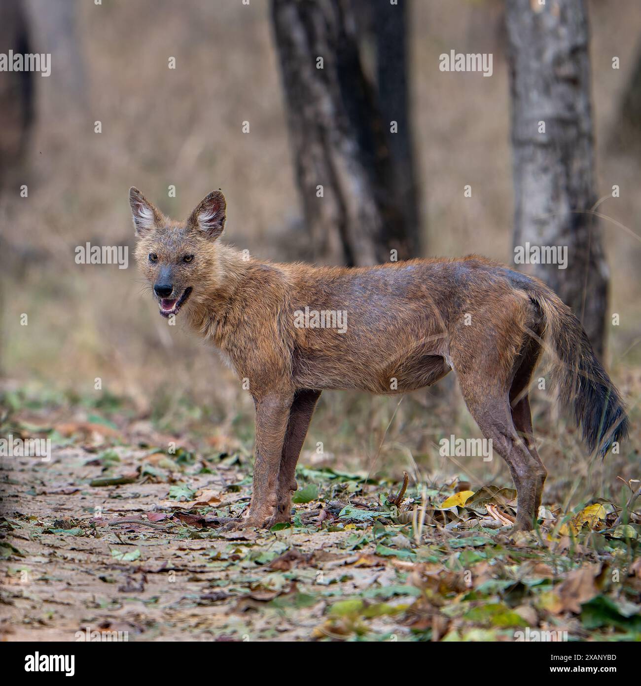 Dhole/Wild Dog, (Cuon alpinus), Pench NP, India Stock Photo - Alamy