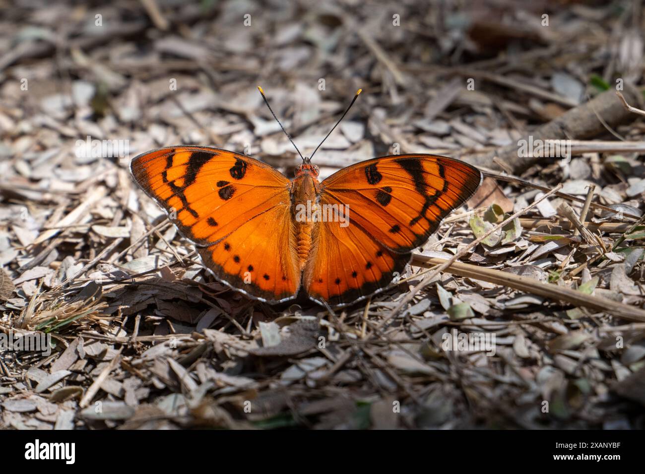 Baronet butterfly hi-res stock photography and images - Alamy