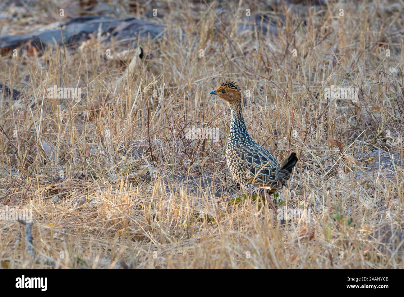 Painted Francolin, (Francolinus pictus Stock Photo - Alamy