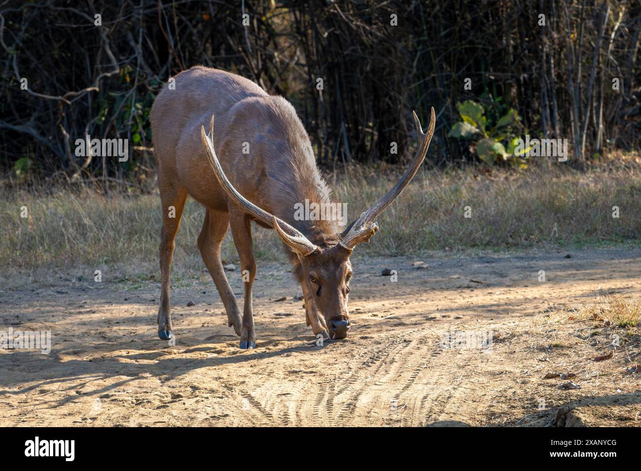 Indian sambar deer rusa hi-res stock photography and images - Alamy