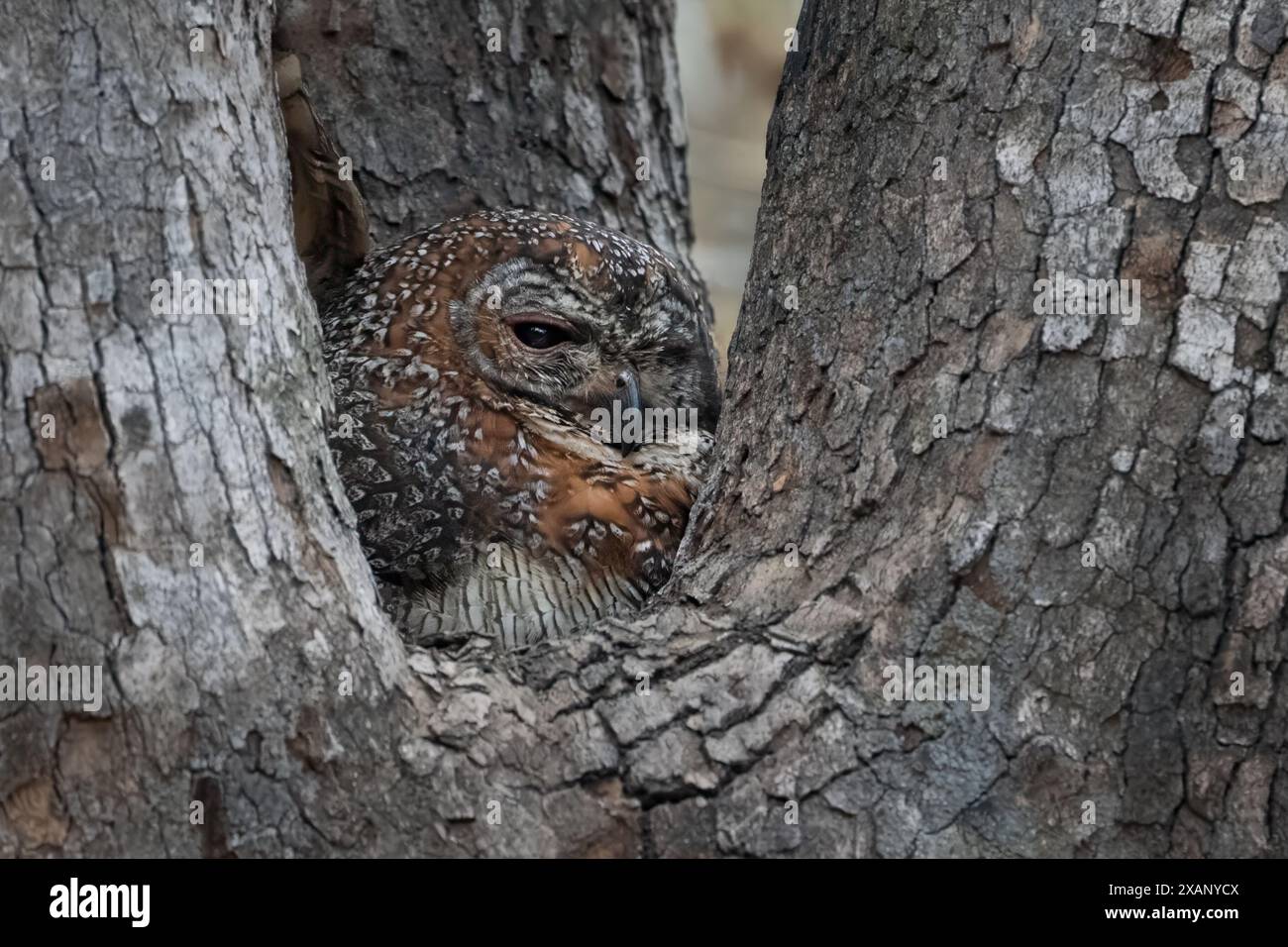 Mottled wood owl (Strix ocellata) Sleeping in Tree Stock Photo - Alamy