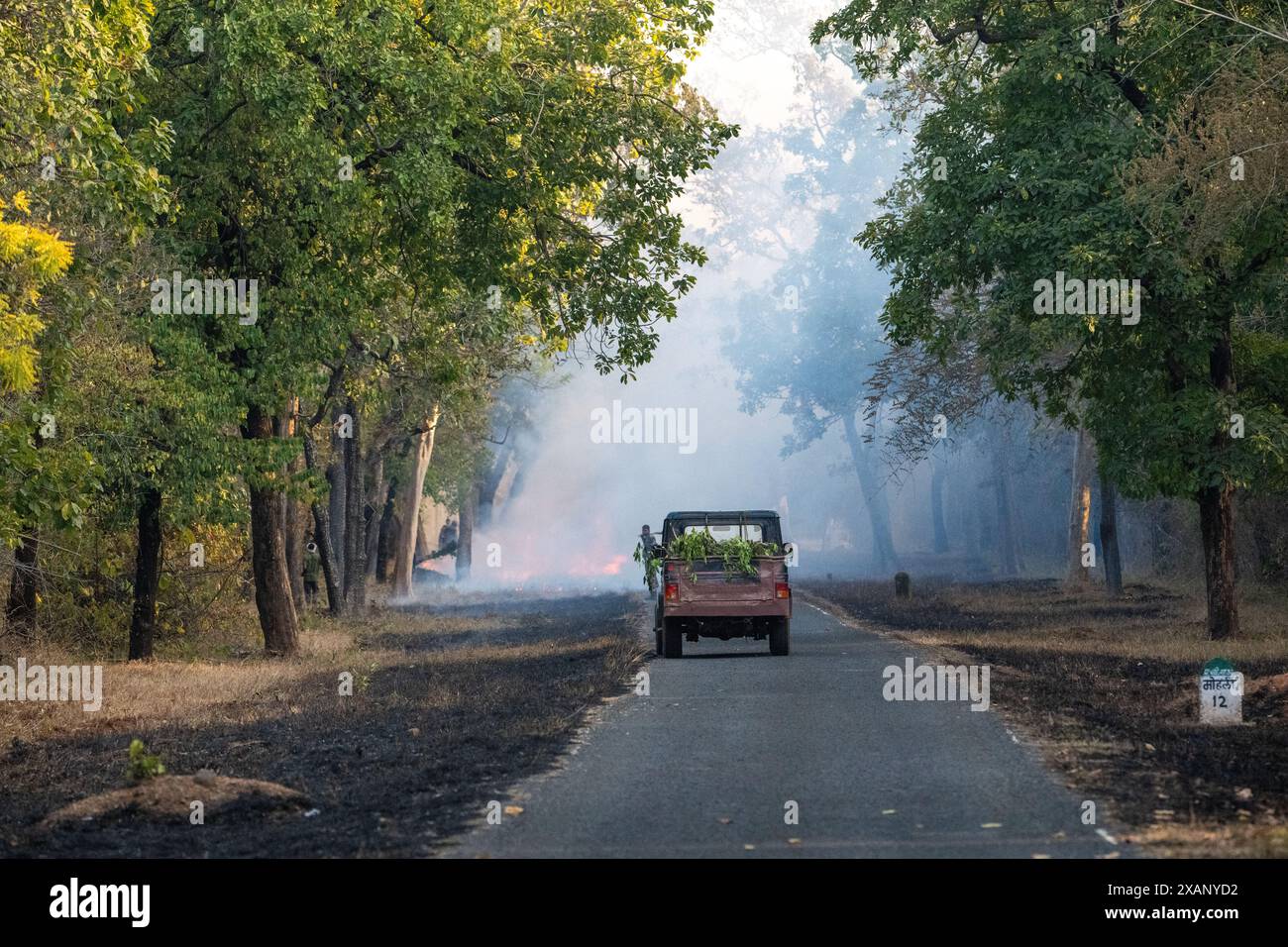 Controlled Burning along Road for Firebreak Maintenance, Pench NP ...