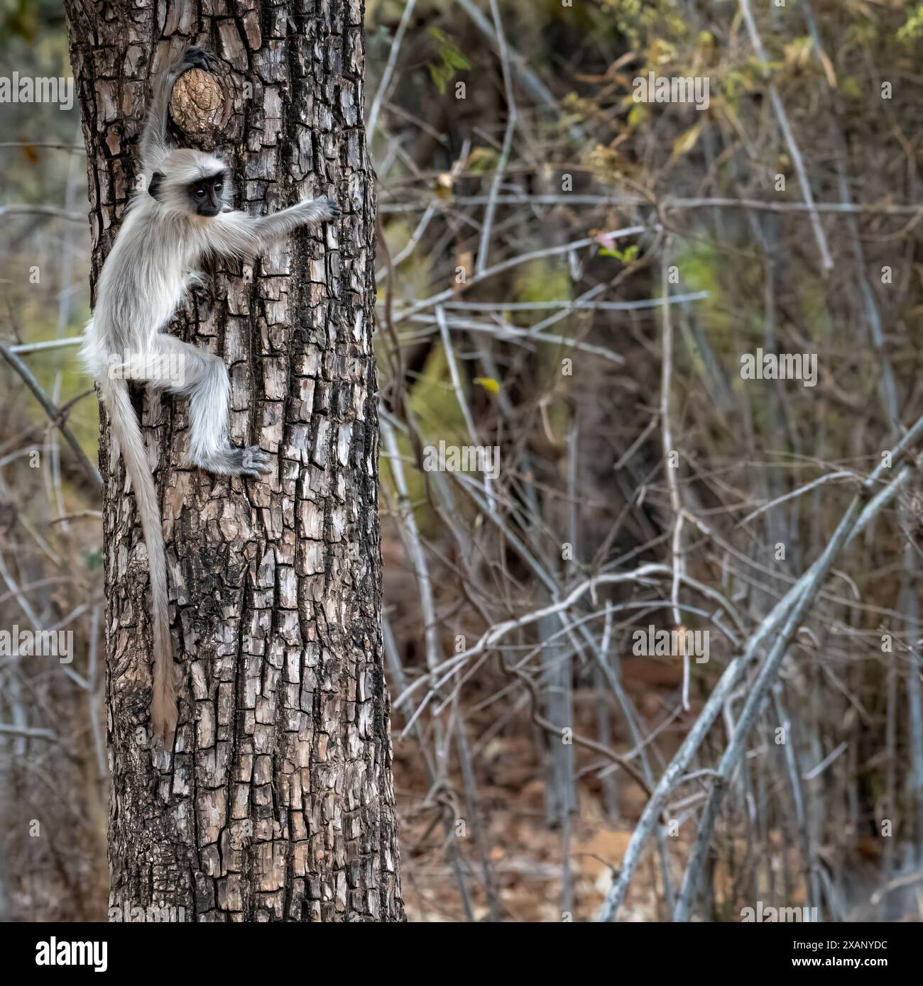 Monkey playing with monkey hi-res stock photography and images - Alamy