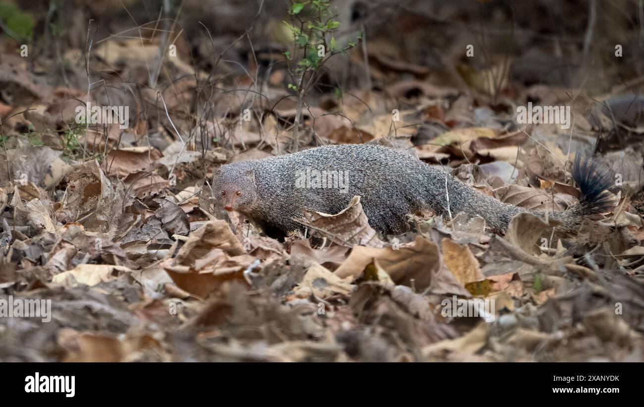 Cute little small asian mongoose hi-res stock photography and images ...