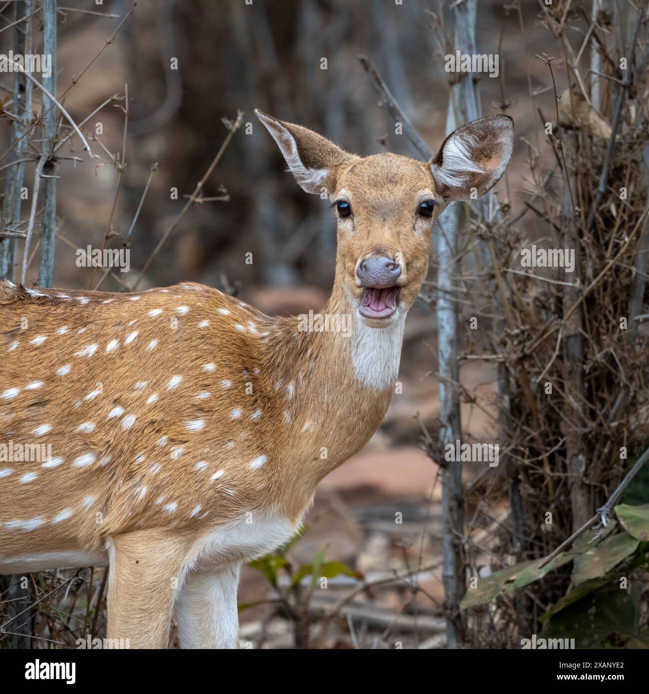 Male spotted axis deer hi-res stock photography and images - Alamy