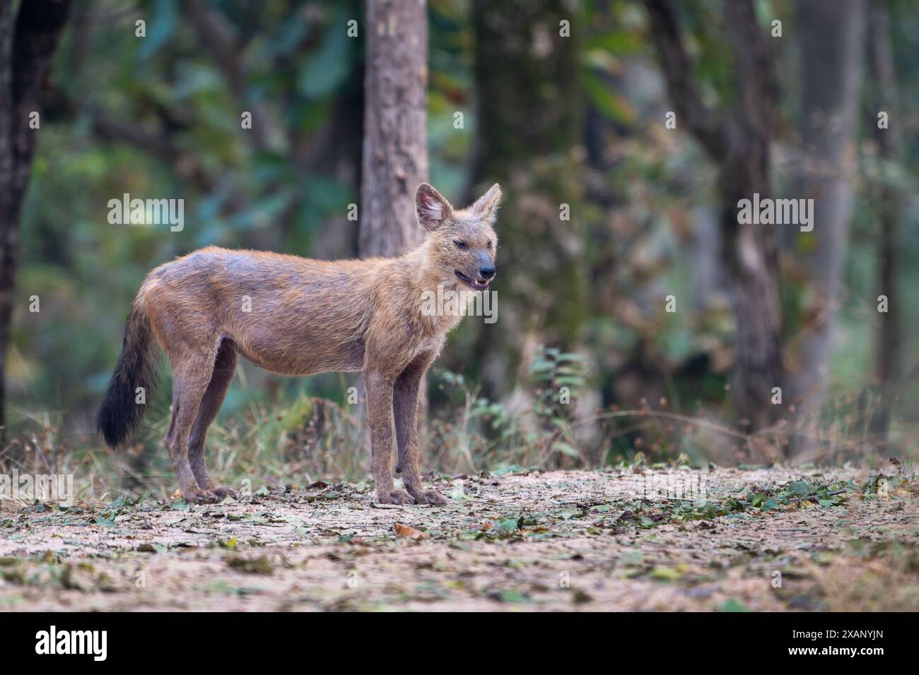 Indian wild dog hi-res stock photography and images - Alamy