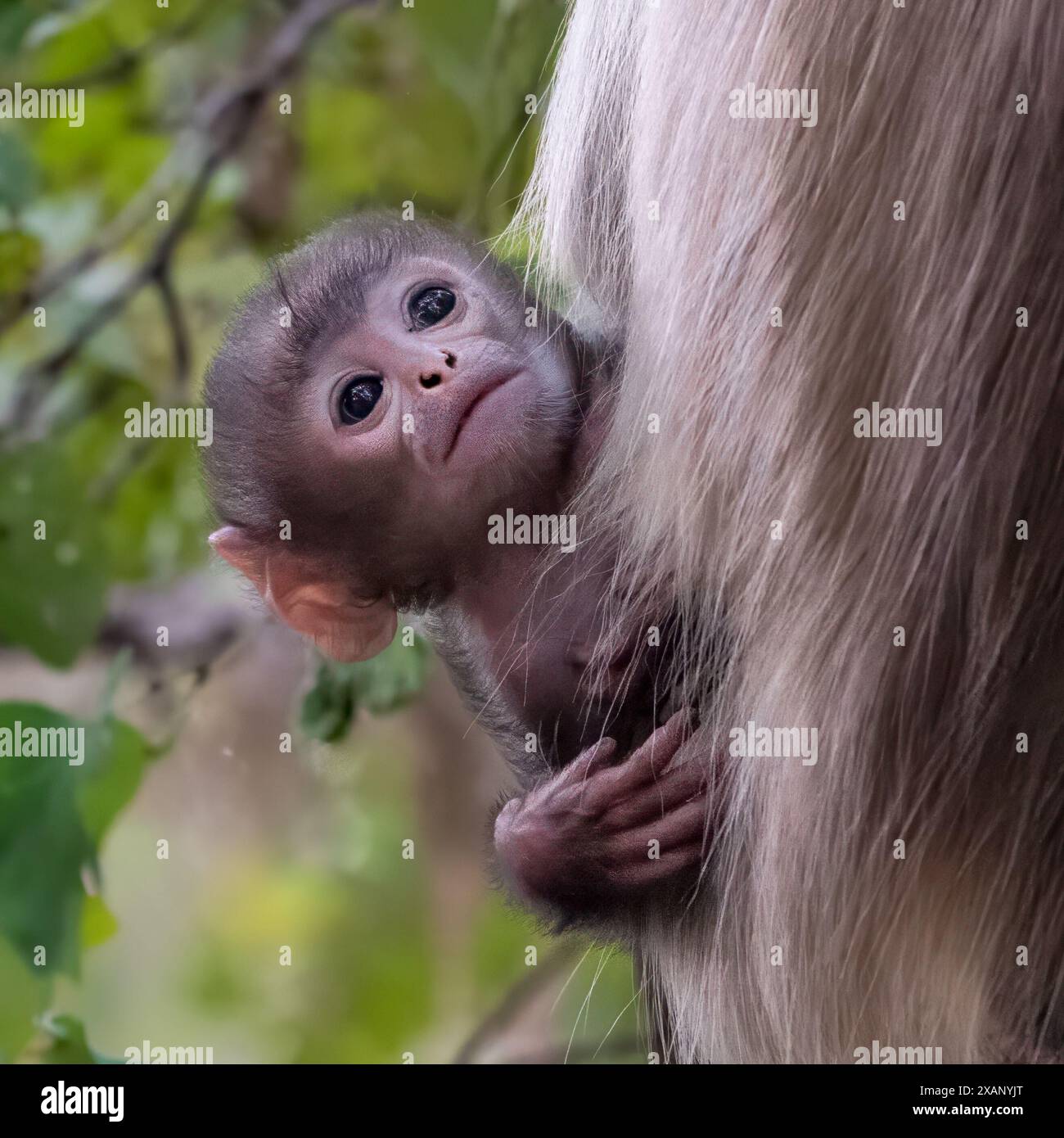 Indian Langur Monkey Newborn (Presbytis entellus Stock Photo - Alamy