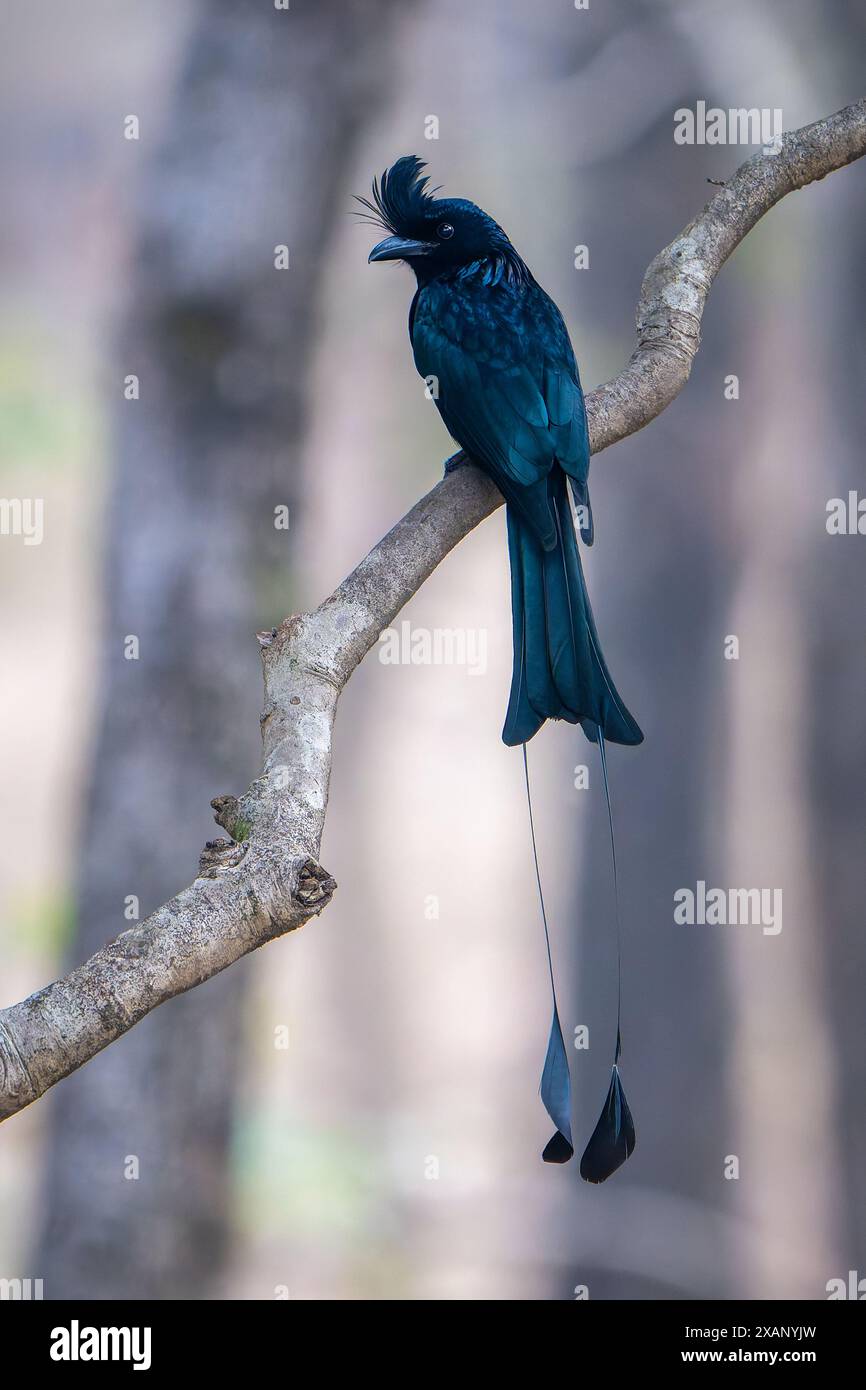 Greater Racket-tailed Drongo, (Dicrurus paradiseus Stock Photo - Alamy
