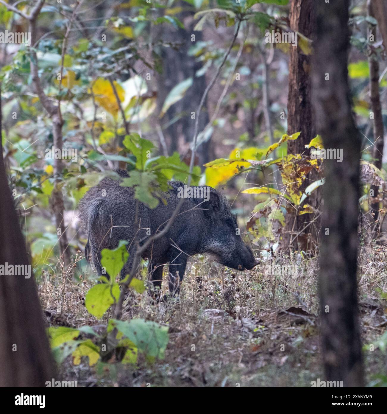Indian wild boar family group hi-res stock photography and images - Alamy