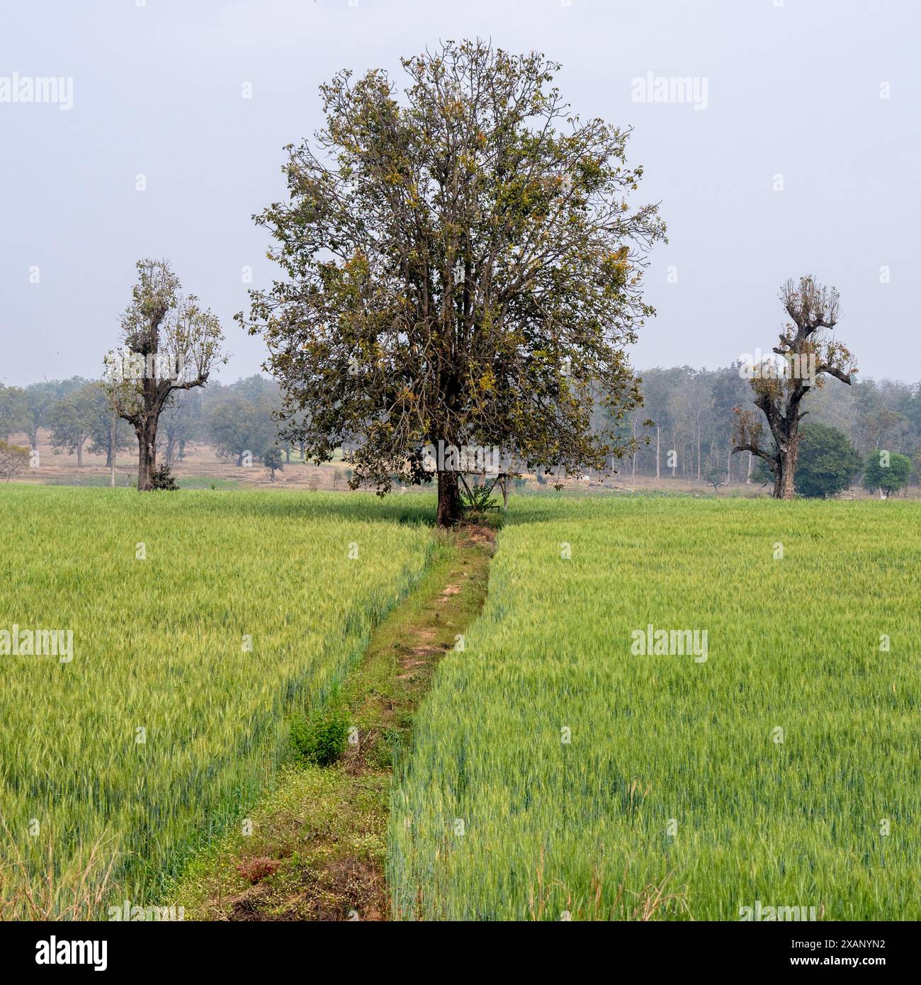 Rural indian countryside hi-res stock photography and images - Alamy