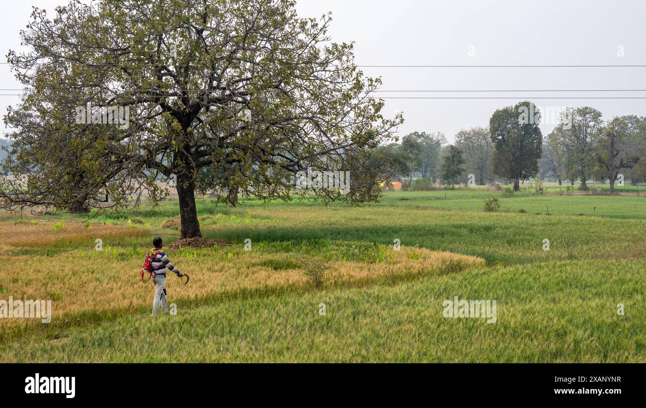 Agriculture farmer walking through field hi-res stock photography and ...