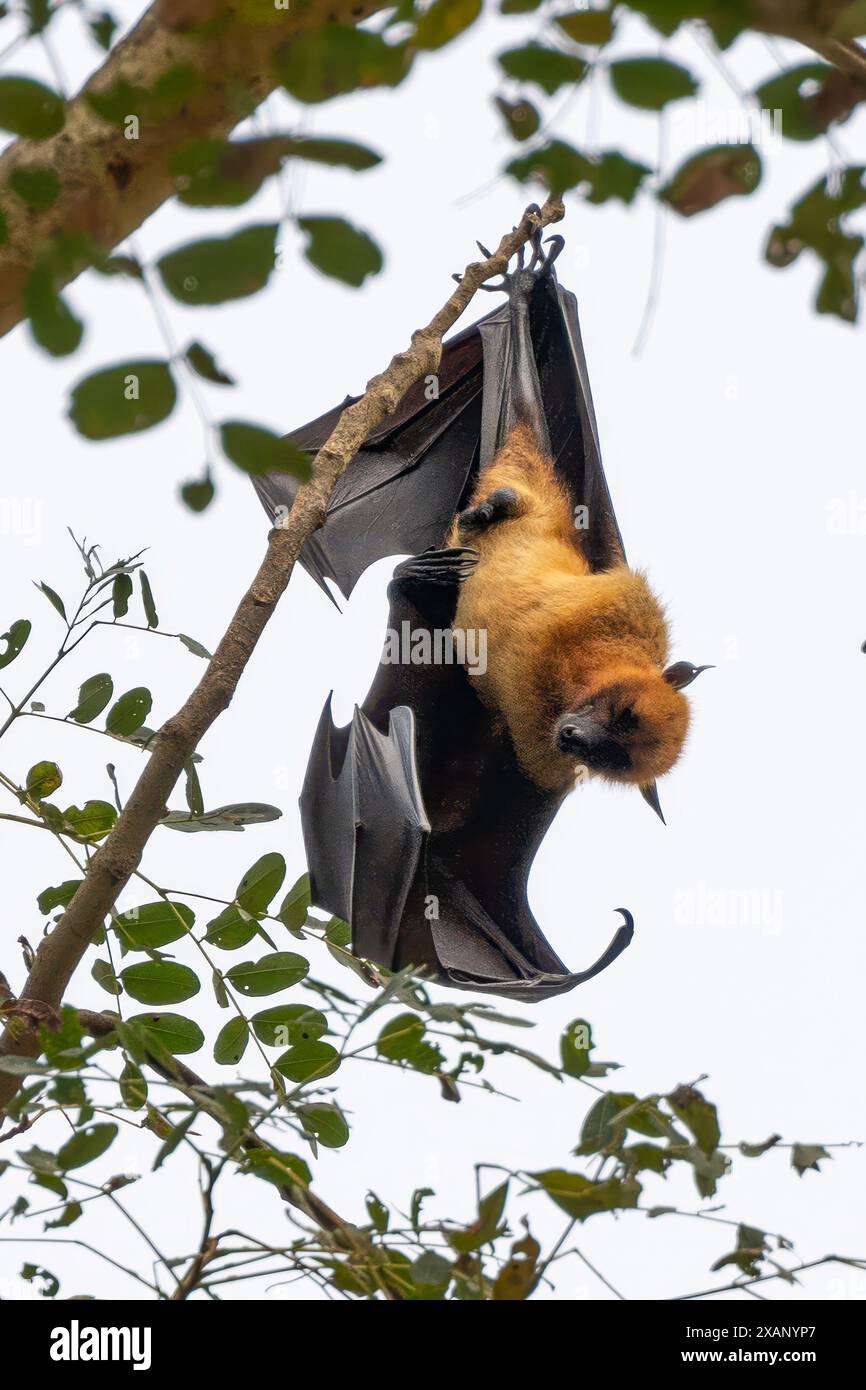 Indian Fruit Bat (Indian Flying Fox Stock Photo - Alamy