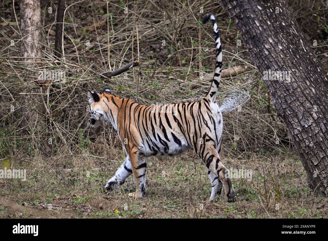 Royal Bengal Tiger (Panthera tigris tigris), Spray Marking Territory Stock Photo - Alamy