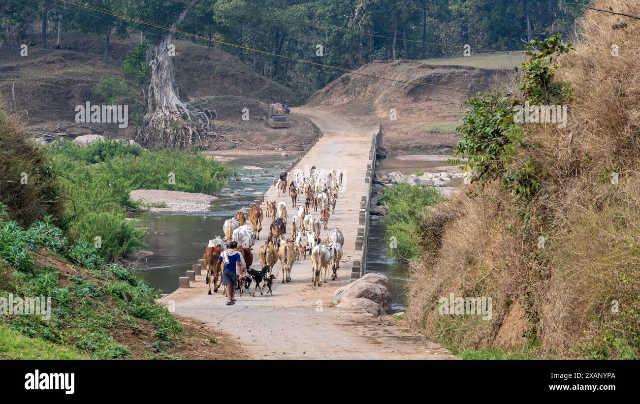 Villager Herding Cattle to Water,. Madhya Pradesh, India Stock Photo ...