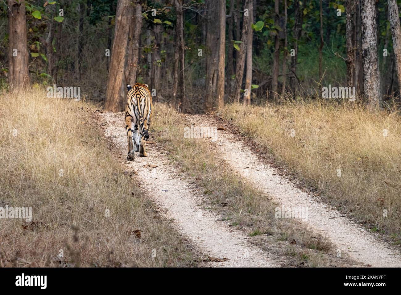 Royal Bengal Tiger (Panthera tigris tigris), Walking up Track Stock ...