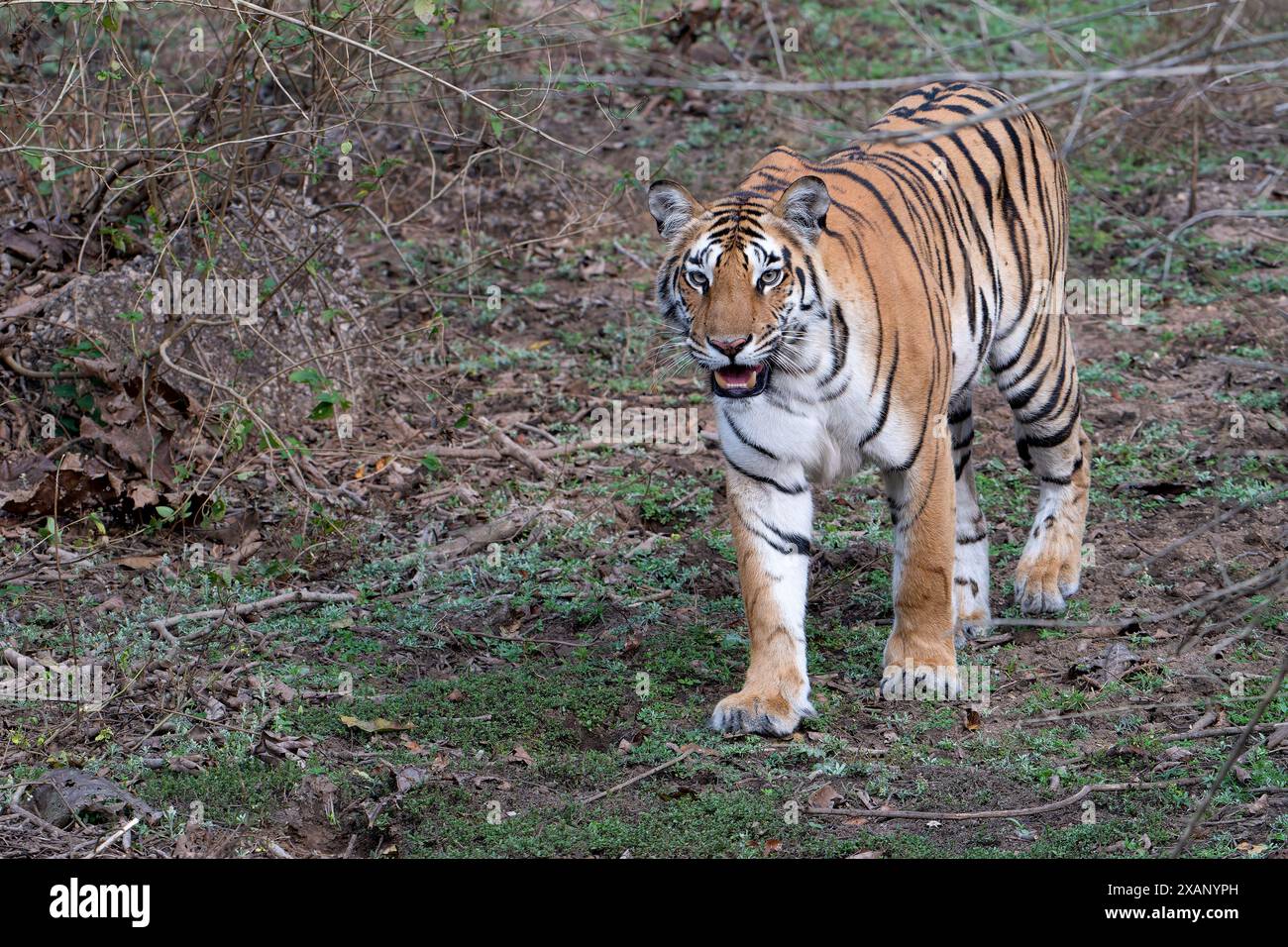 Royal Bengal Tiger (Panthera tigris tigris Stock Photo - Alamy