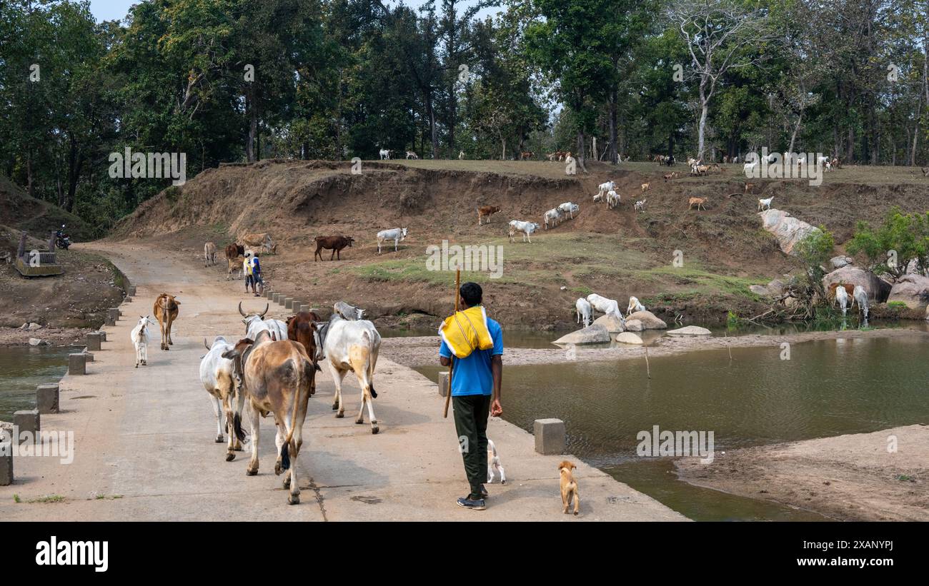 Man herding cattle hi-res stock photography and images - Alamy