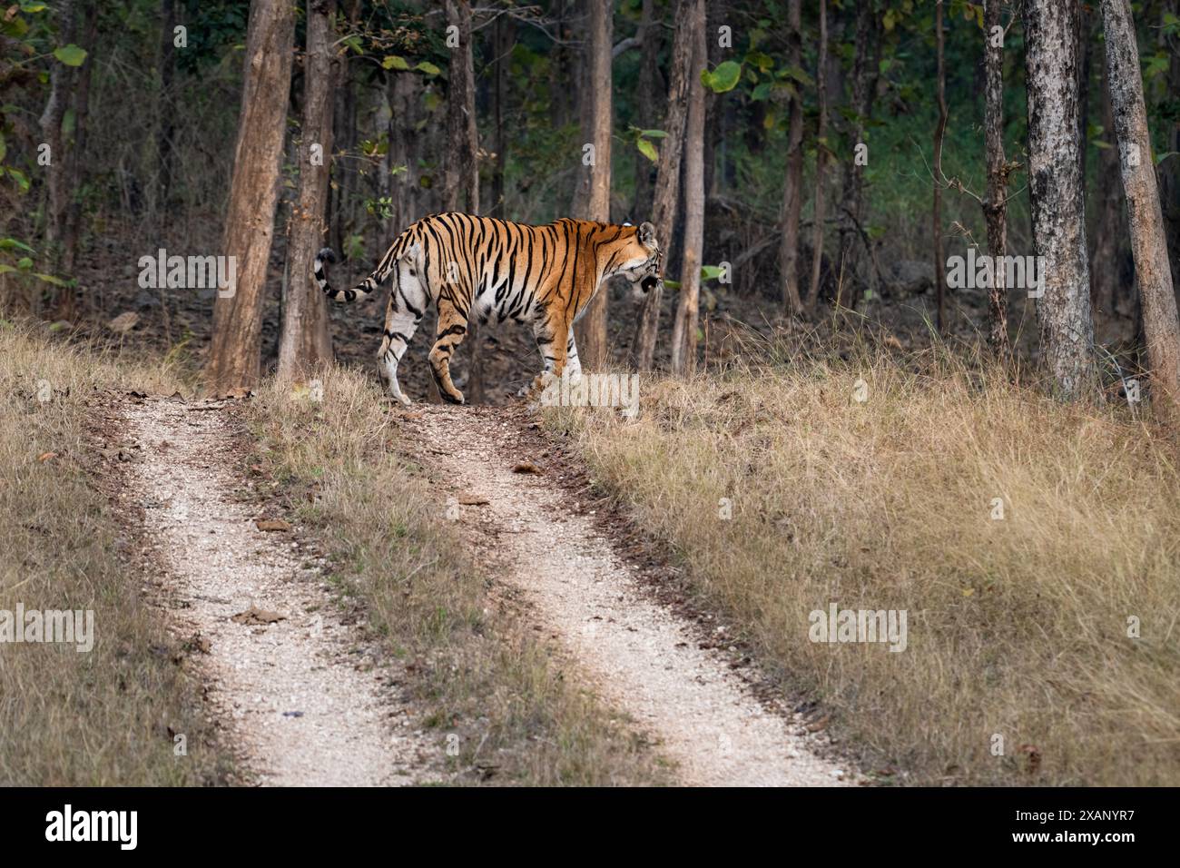 Royal Bengal Tiger (Panthera tigris tigris Stock Photo - Alamy