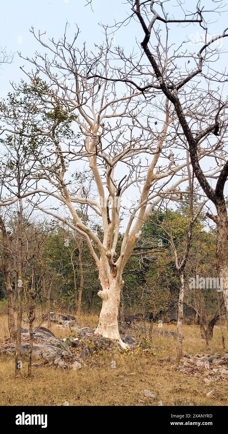 Sterculia hi-res stock photography and images - Alamy