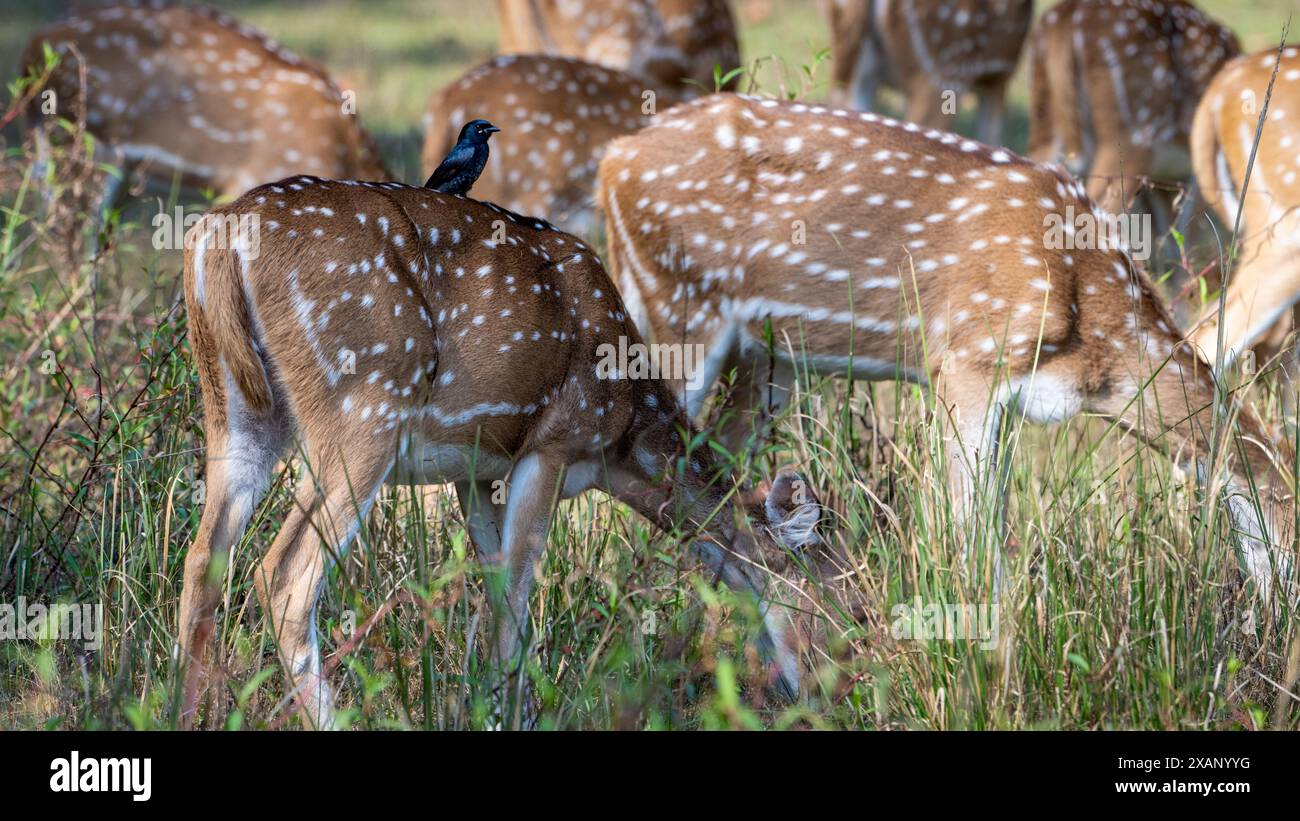 Deer species of india hi-res stock photography and images - Alamy