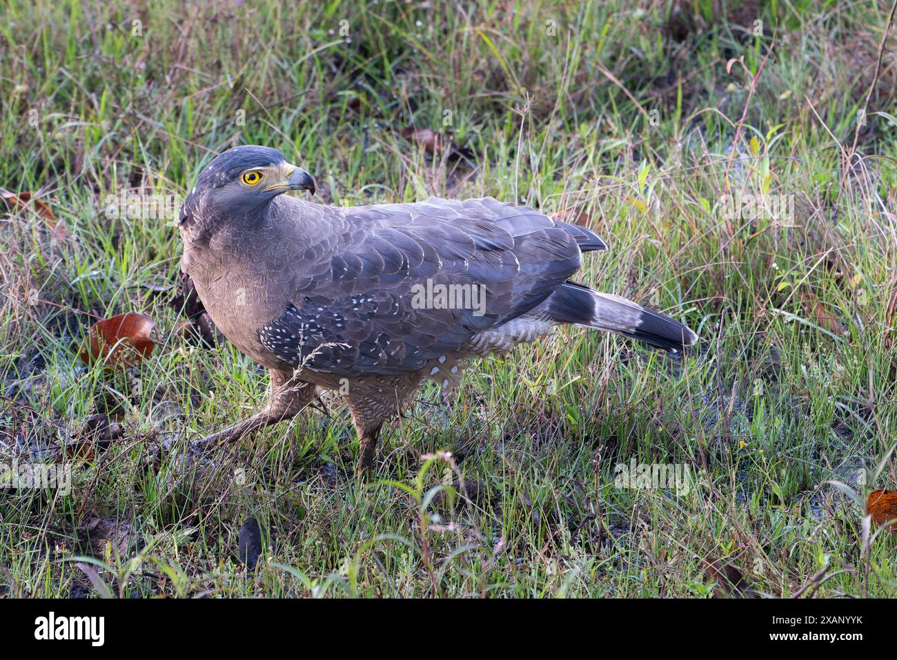 Crested Serpent Eagle, (Spilornis cheela) Standing on Prey Stock Photo ...