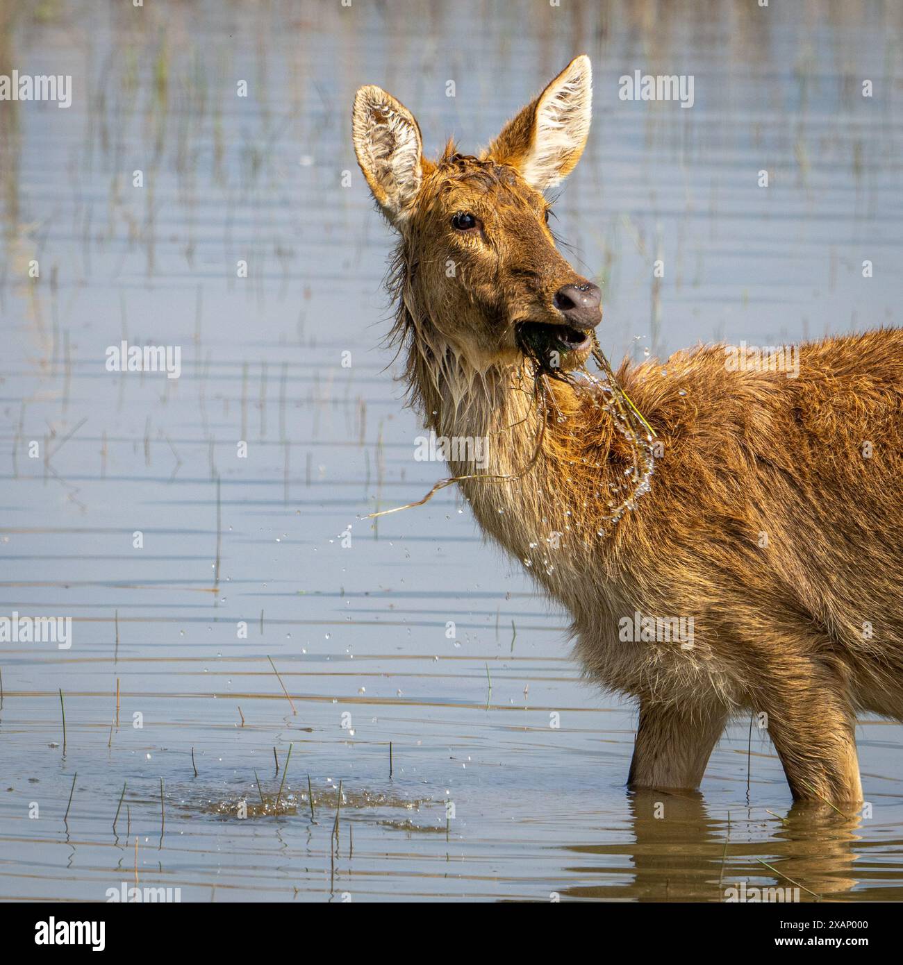 Barasingha (swamp deer) in Water Stock Photo - Alamy