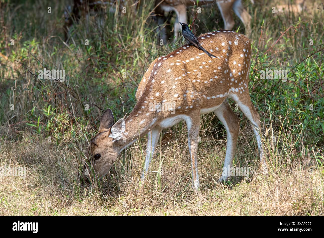 Spotted Seer Female, Chital (Axis axis, Cervus axis Stock Photo - Alamy
