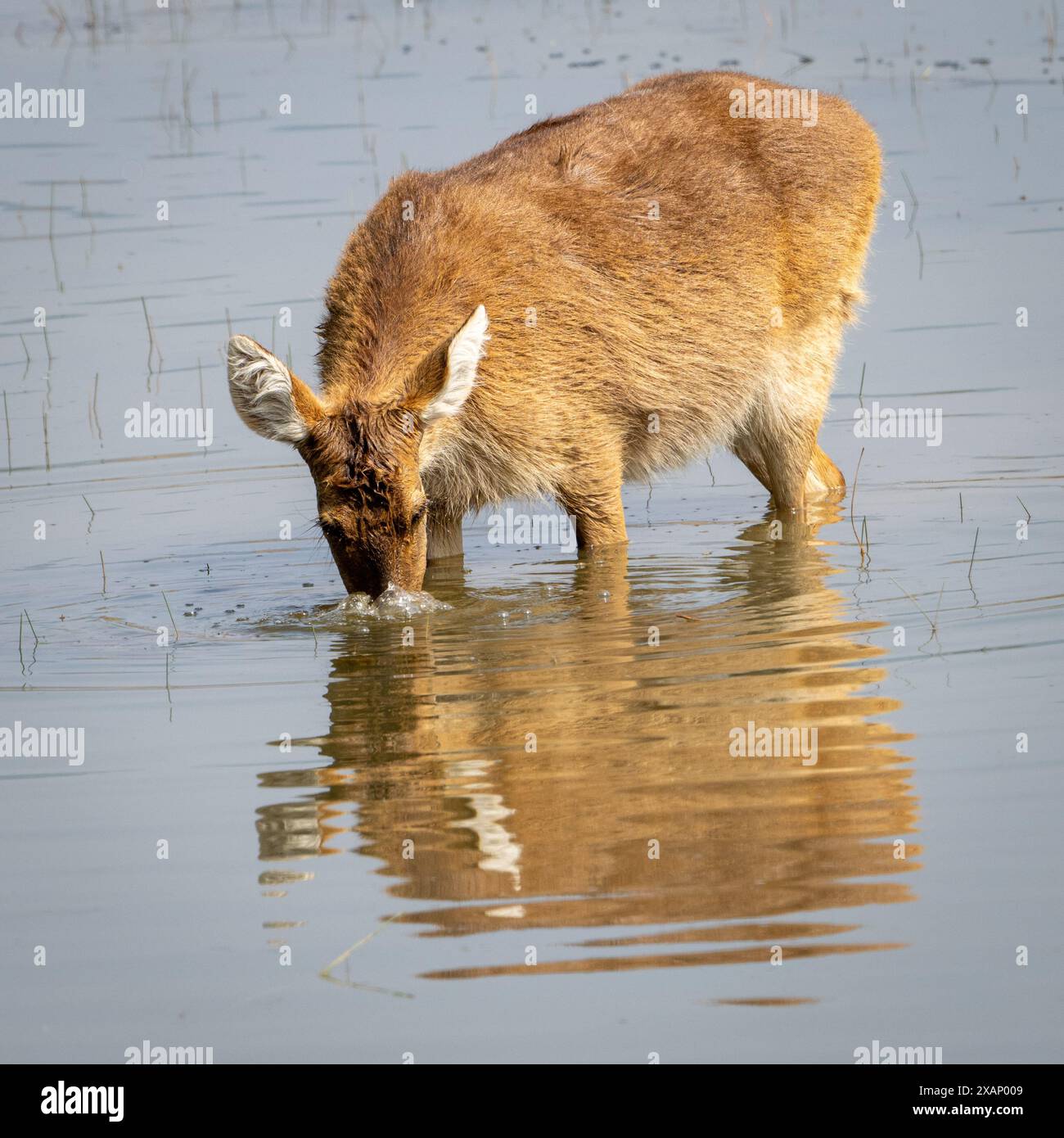 Barasingha (swamp deer) in Water Stock Photo - Alamy