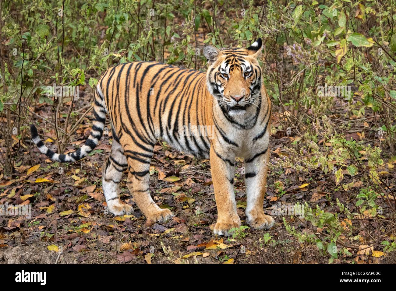 Royal Bengal Tiger (Panthera tigris tigris Stock Photo - Alamy