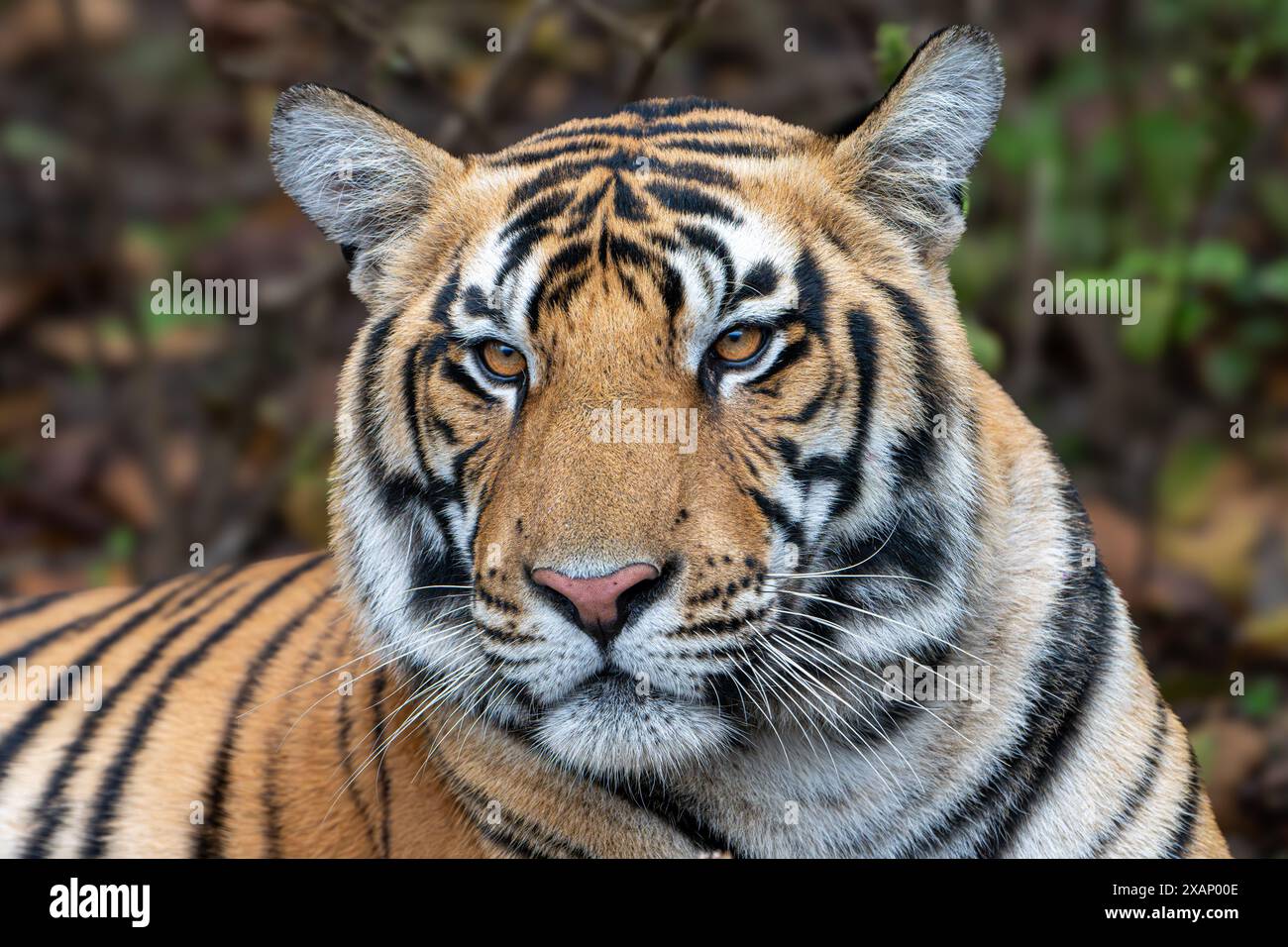 Indian tiger head portrait hi-res stock photography and images - Alamy