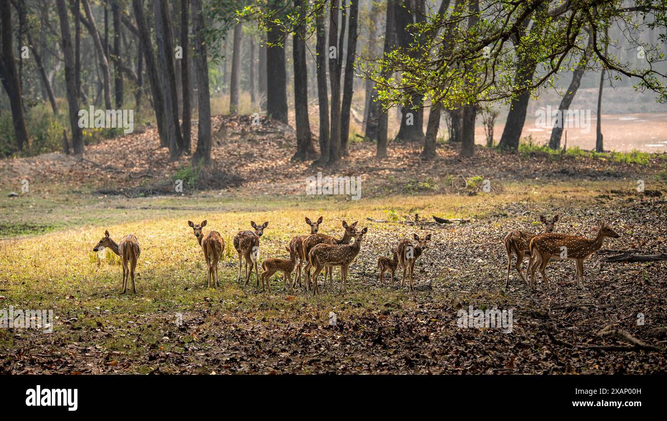 Spotted Deer Herd (Chital) India Stock Photo - Alamy