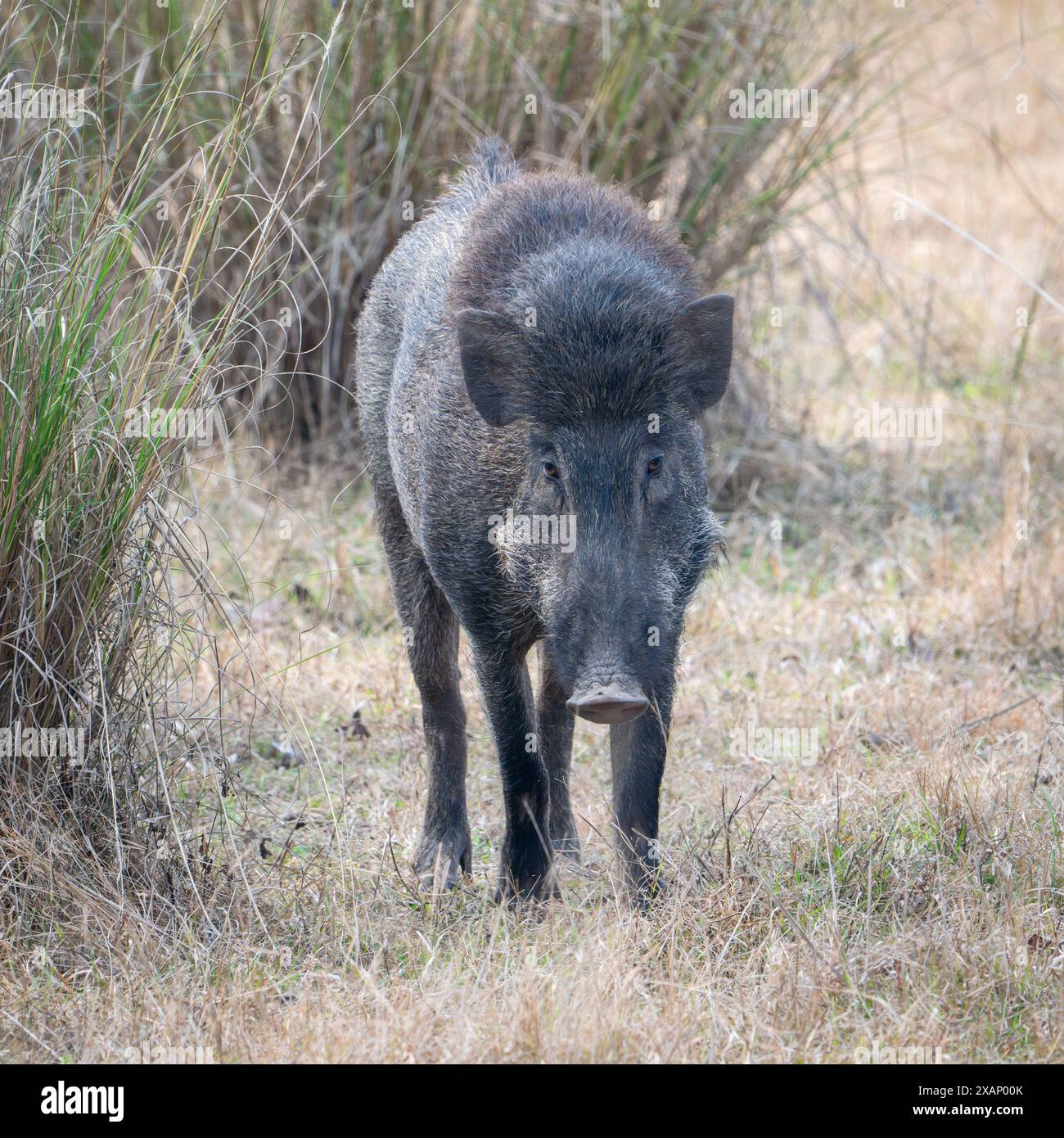 Indian Wild Boar (Sus scrofa cristatus Stock Photo - Alamy