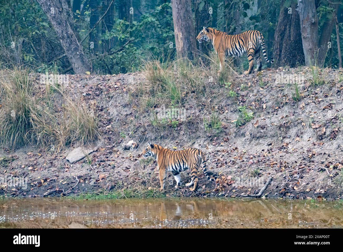 Royal Bengal Tiger (Panthera tigris tigris Stock Photo - Alamy
