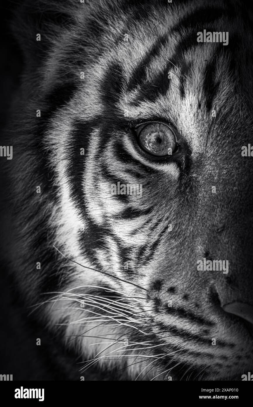 Royal Bengal Tiger Portrait Monochrome (Panthera tigris tigris Stock ...