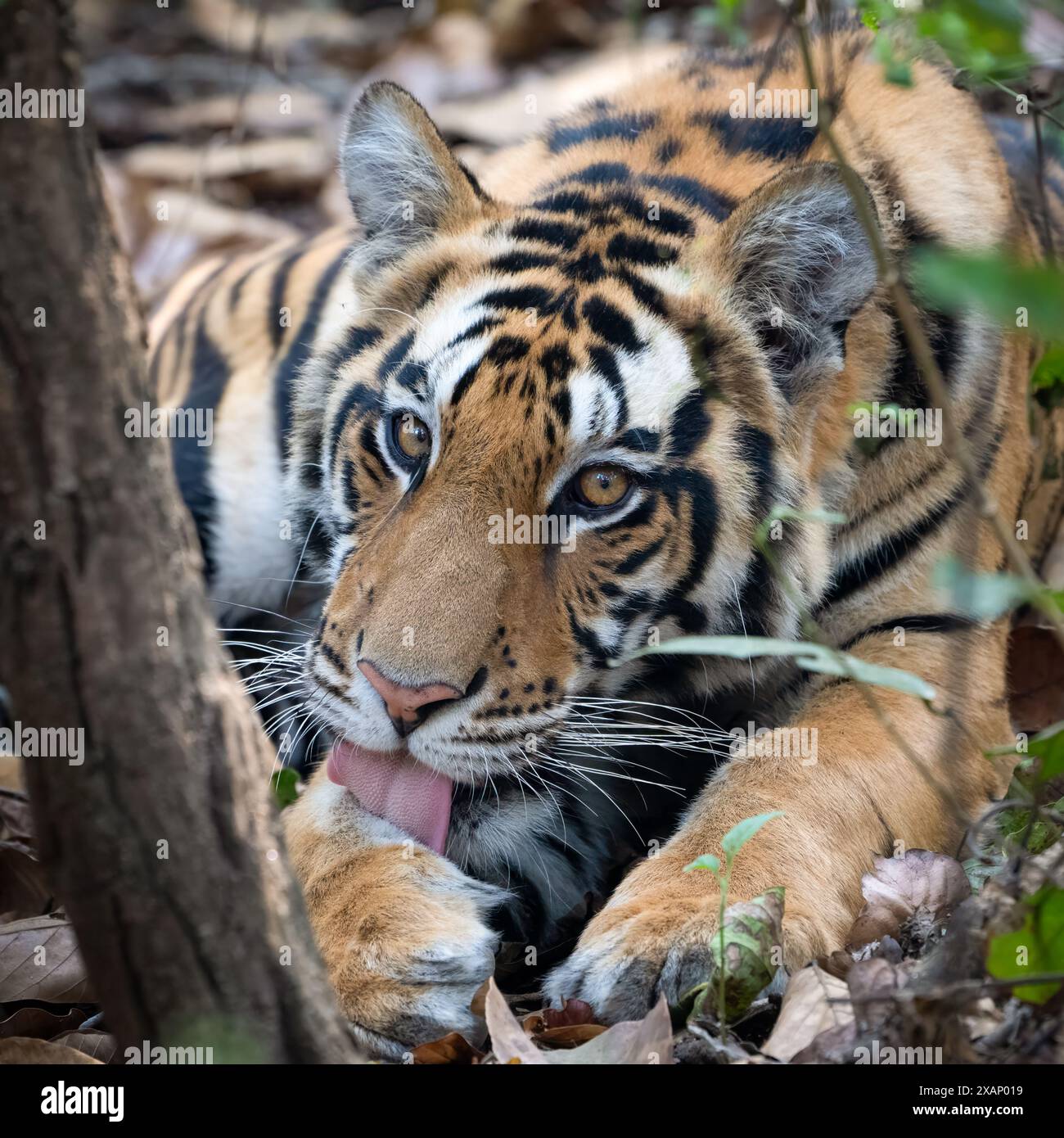 Tiger washing hi-res stock photography and images - Alamy