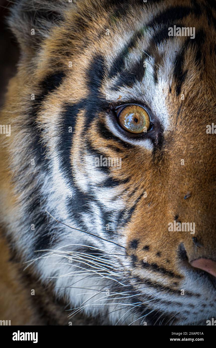 Indian tiger head portrait hi-res stock photography and images - Alamy