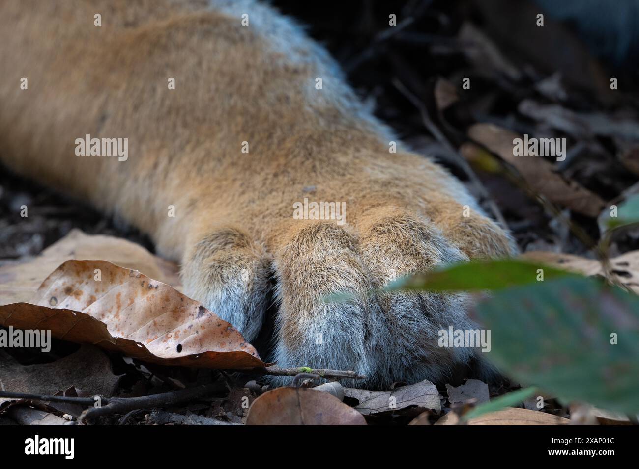 Royal Bengal Tiger Paw (Panthera tigris tigris Stock Photo - Alamy
